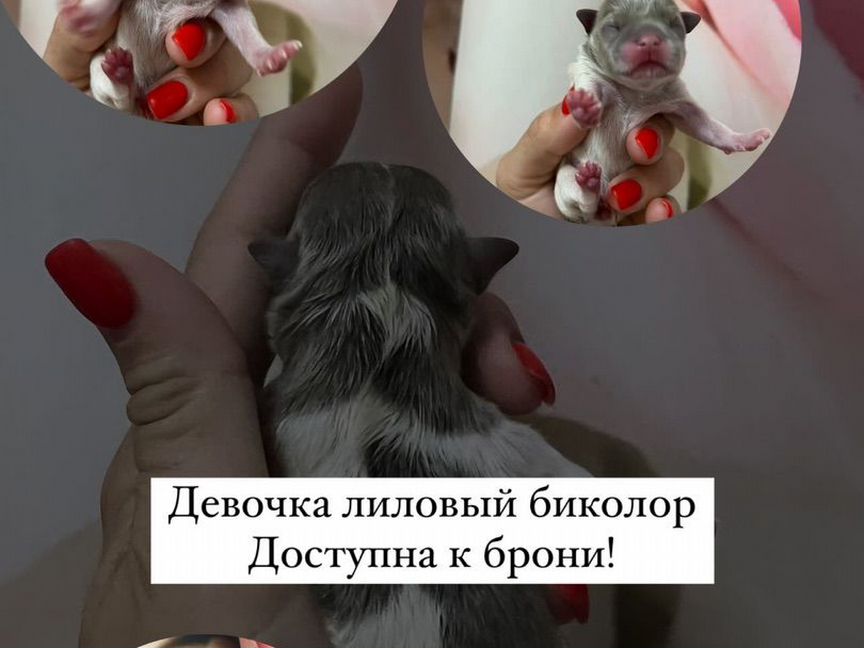 Щенки чихуахуа мини гладкошерстные девочки