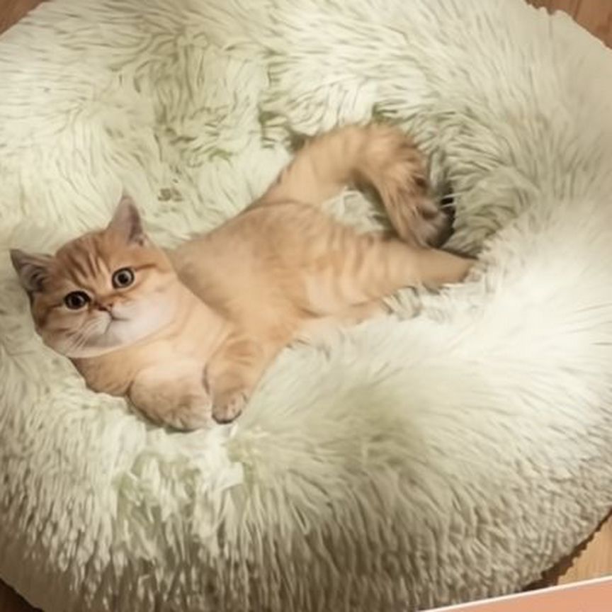 Лоток для кошек и собак