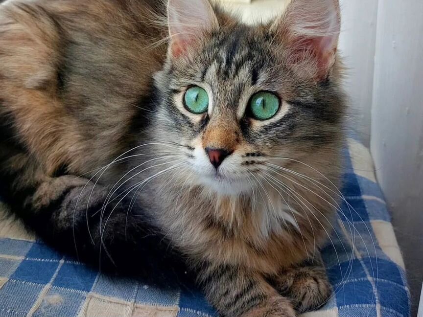 Кошка с изумрудными глазами