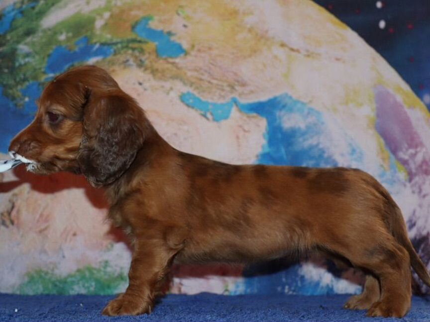 Такса стандарт длинношерстная, мраморная