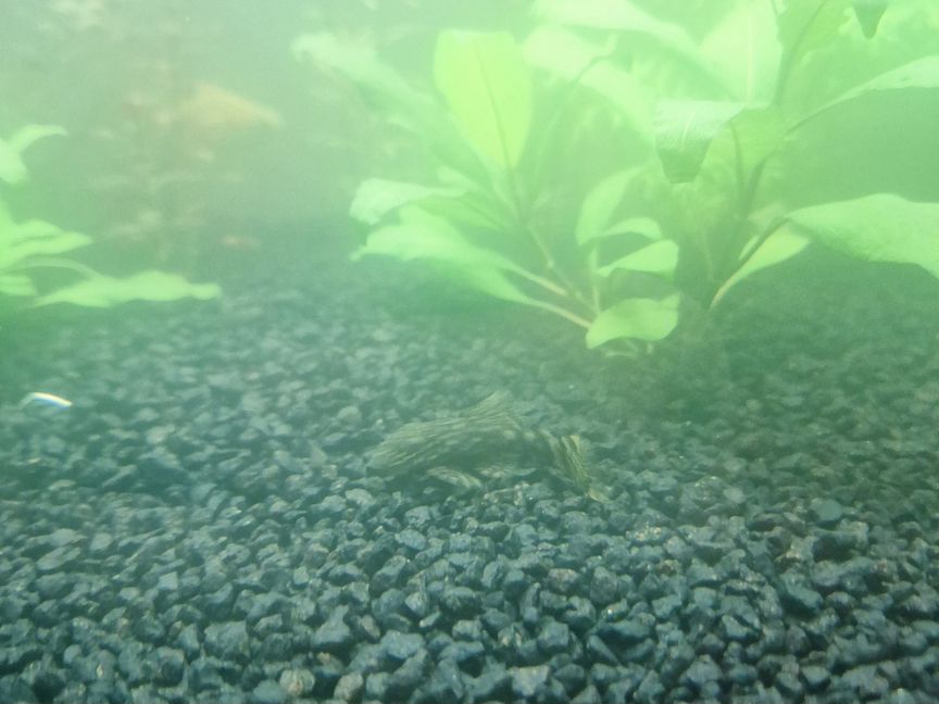 Отдам 2-ух сомиков анцитрусов