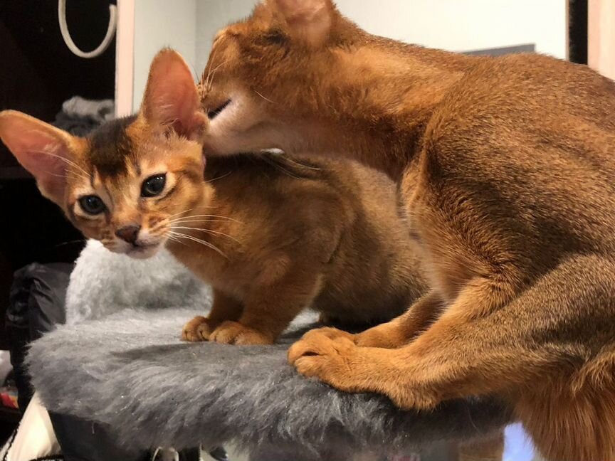 Абиссинские котята от международного чемпиона