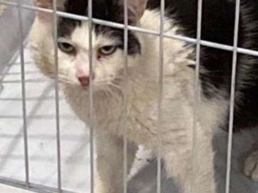 Кузя хочет жить. Помогите найти дом