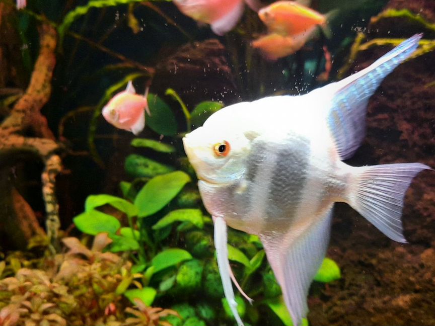 Скалярия взрослая пара