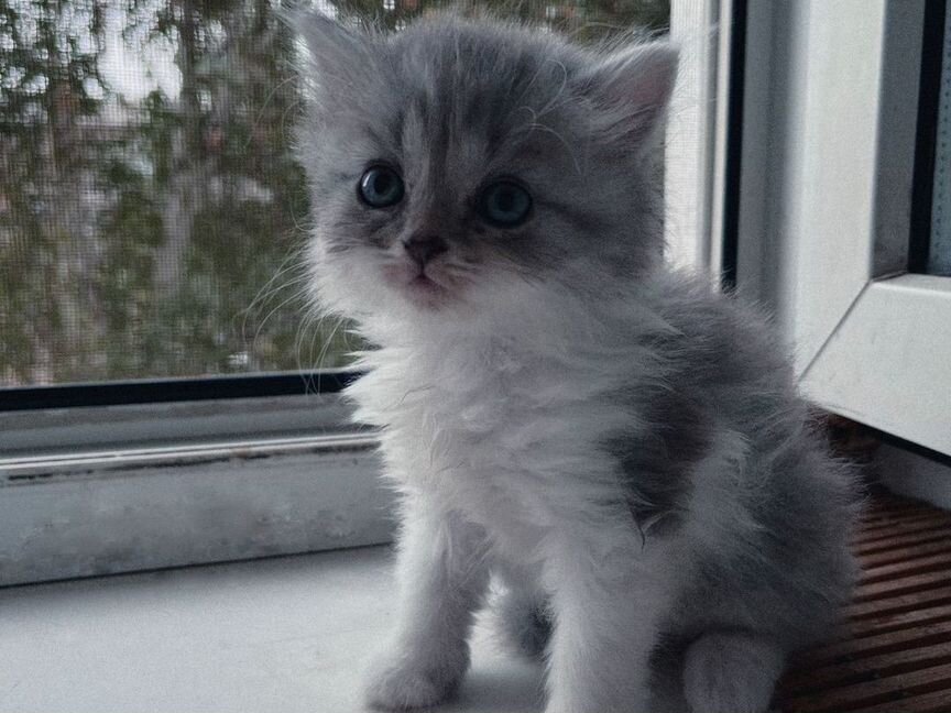 Котик шотландский страйт