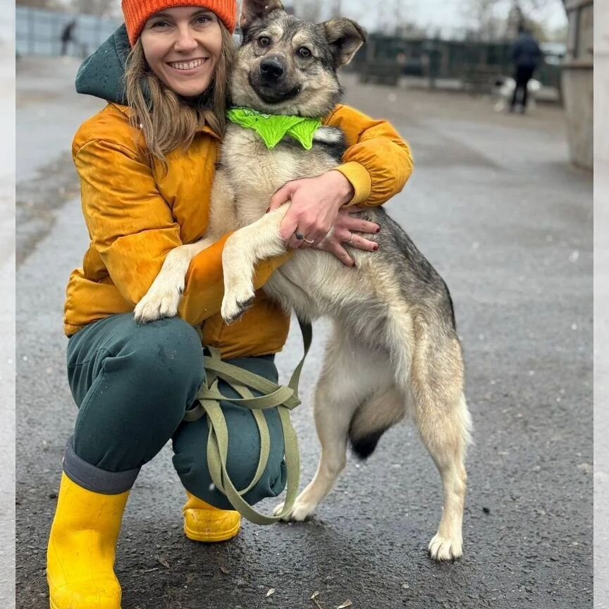 Взрослая собака в добрые руки