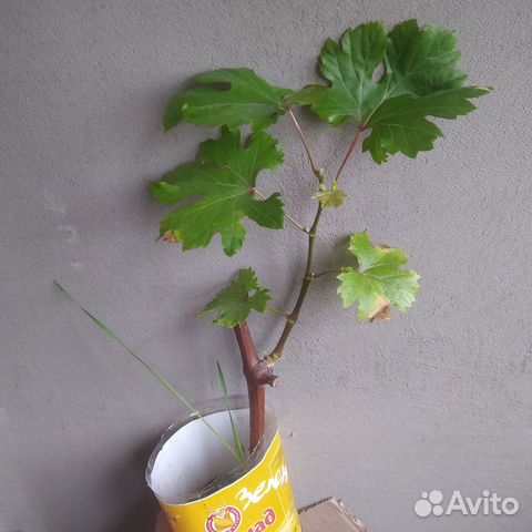 Виноград черенки укорененные купить в Самаре | Товары для дома и дачи ...