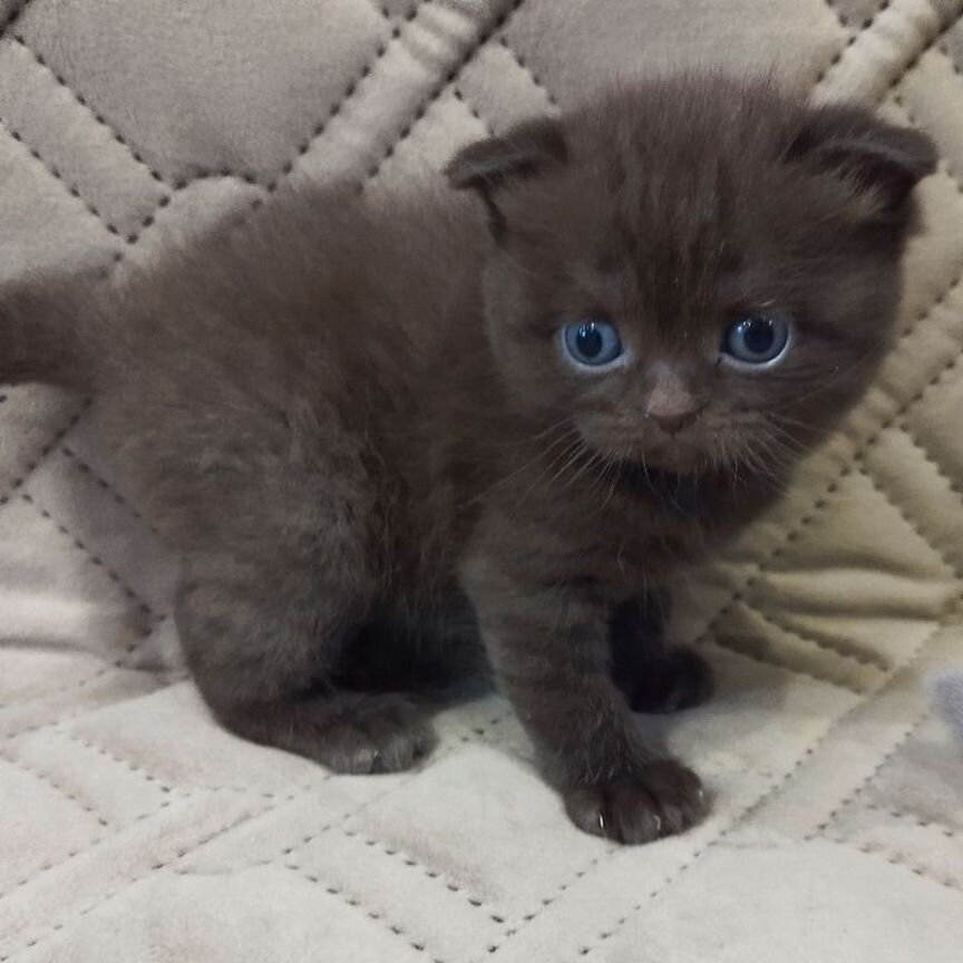 Шотландская вислоухая