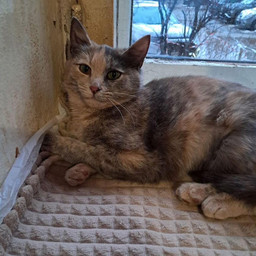 Кошечка в добрые руки