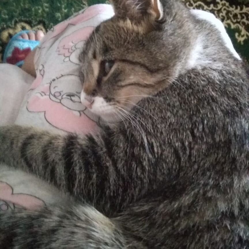 Котик и кошечка ищут добрых хозяев