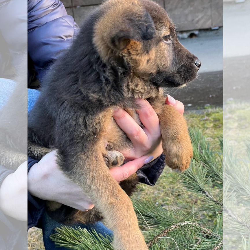 Щенок в добрые руки