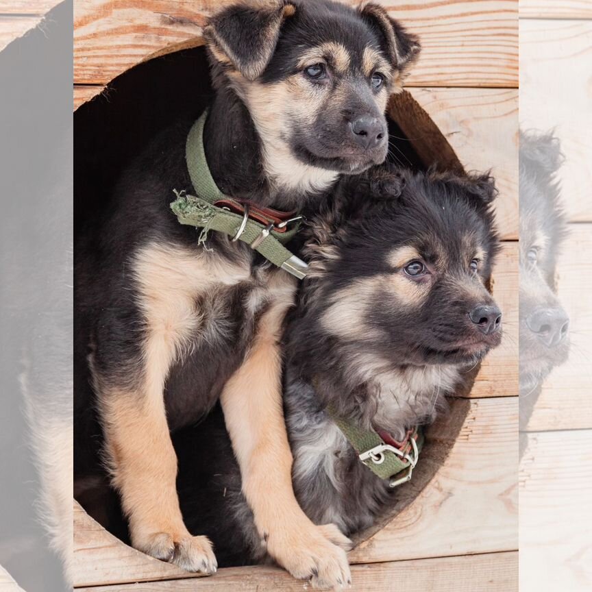 Щенки в добрые руки