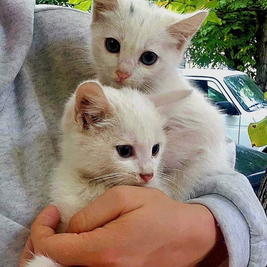 Белоснежный котик и кошечка в дар