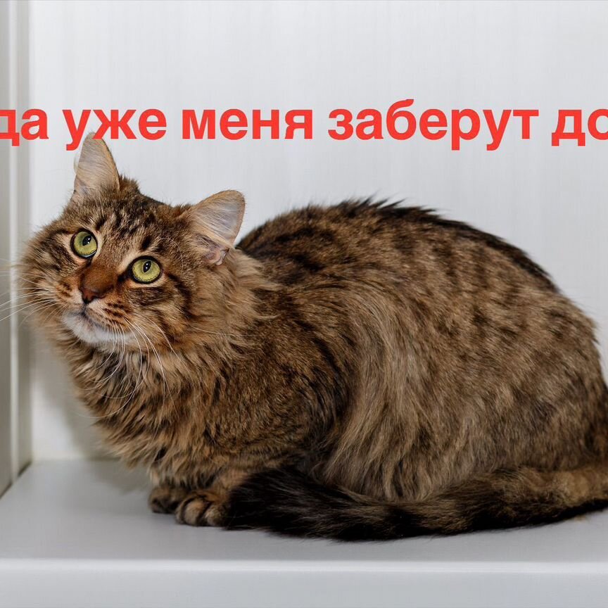 Мальчишке-пушистику очень нужен дом