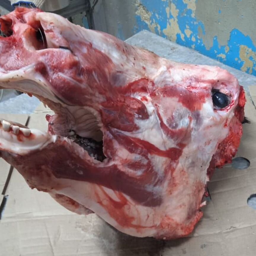 Головы говяжьи без языков,носов и губ