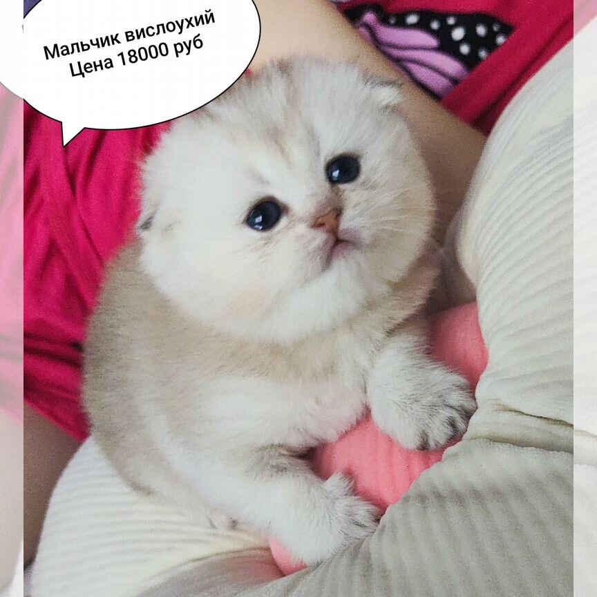 Шотландские котята
