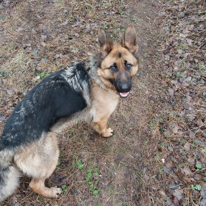 Немецкая овчарка, взрослая собака