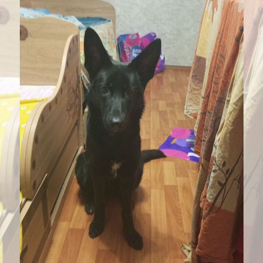 Немецкая овчарка, щенок