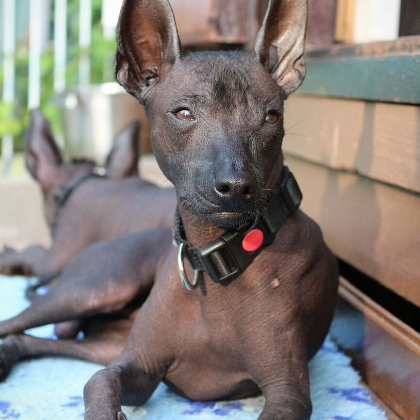 Ксоло щенки