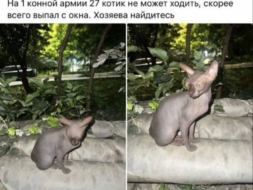 Нашелся лысый котик