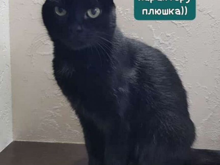 Кошка ищет дом
