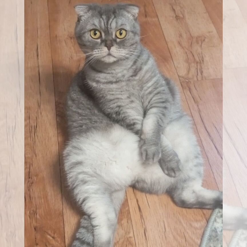 Британский короткошёрстный, взрослый кот