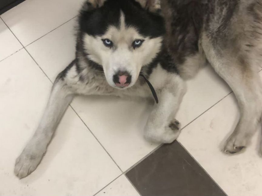 Сибирский хаски