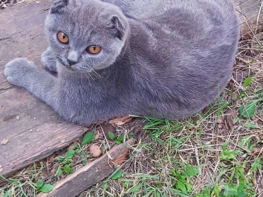 Шотланские