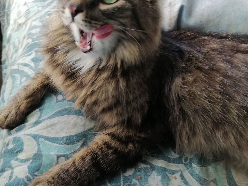 Кошка