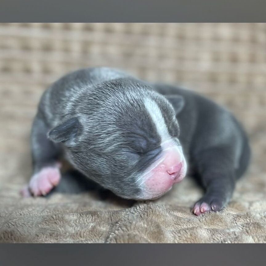 Американский булли