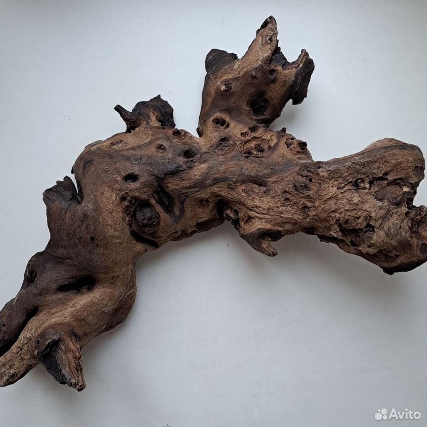 Коряга мангровая
