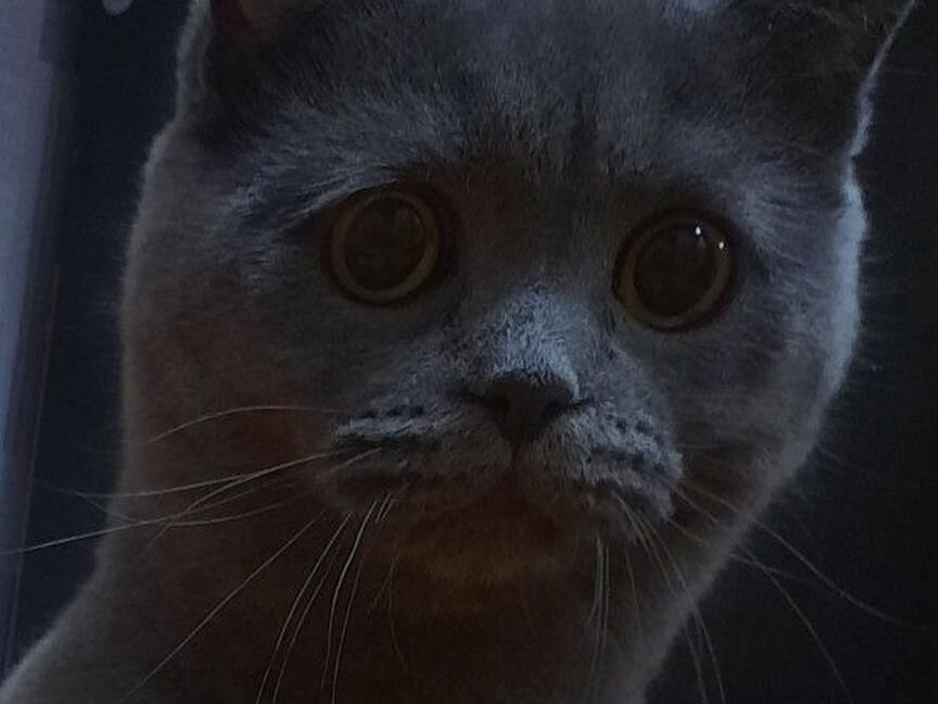 Ищем жениха вязка шотландская