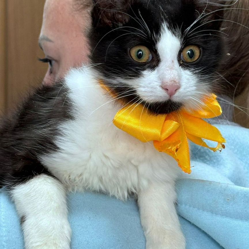 Ласковый котёнок из приюта в добрые руки