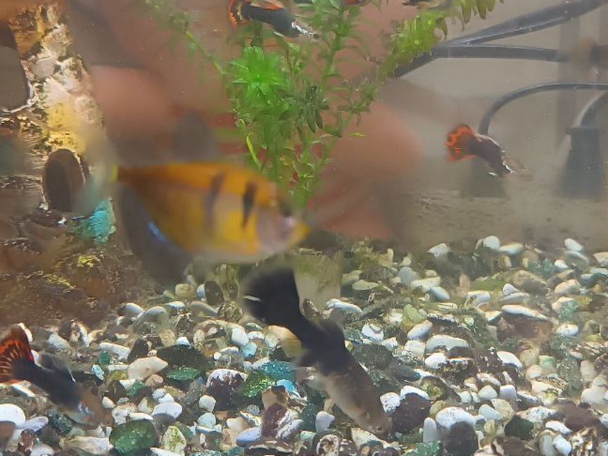 Мальки гуппи
