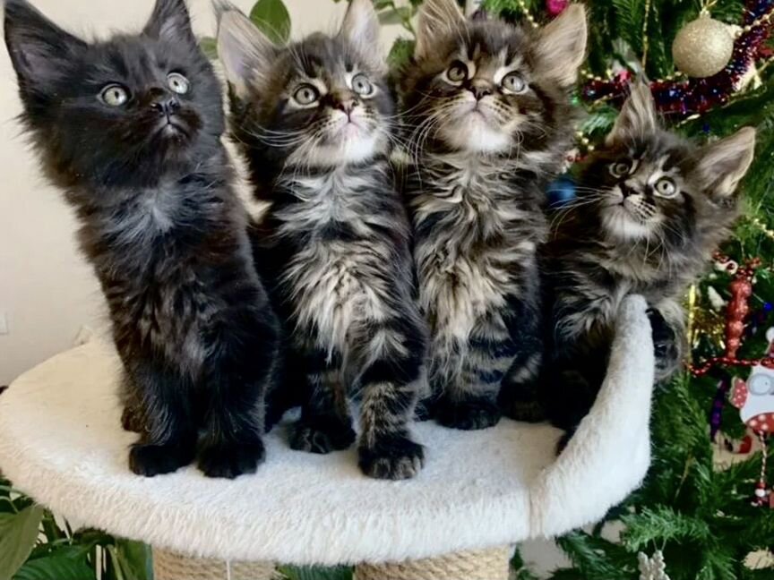 Габаритная детвора кунодетей