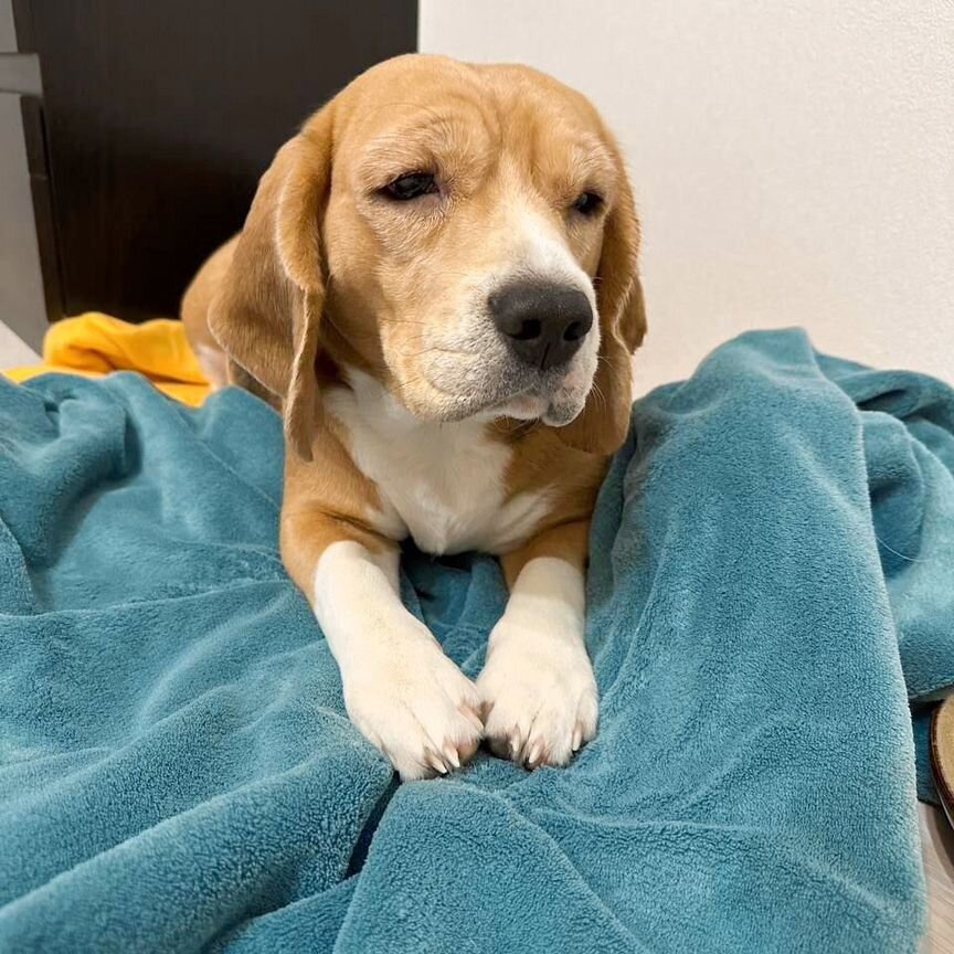 Собака породы бигль