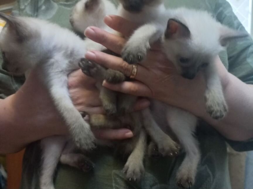 Отдам котят меконгского бобтейла в добрые руки