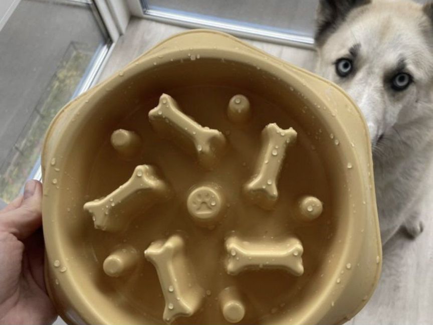 Миска для собак и кошек