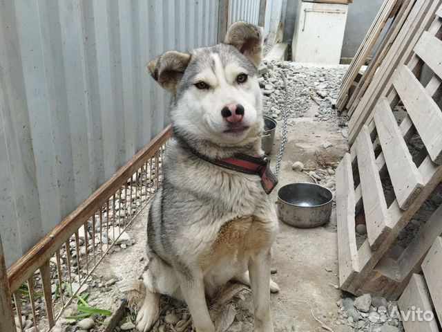 Лайка