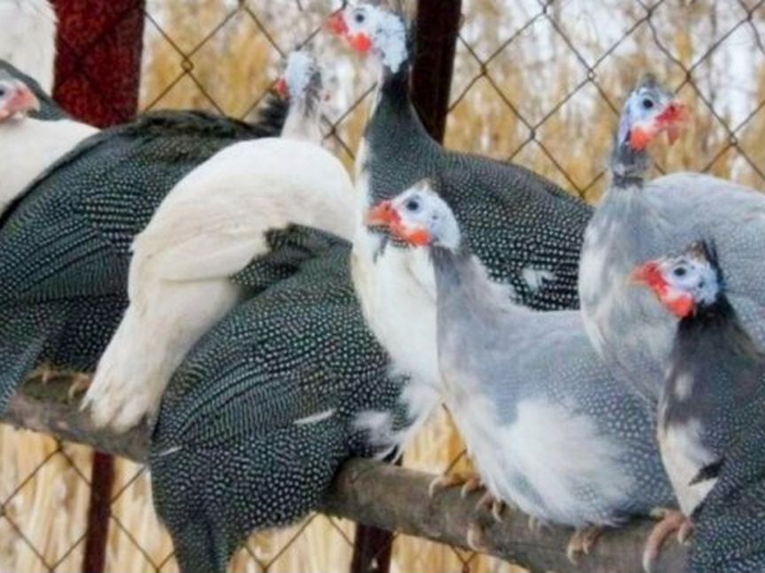 Цесарь Самец