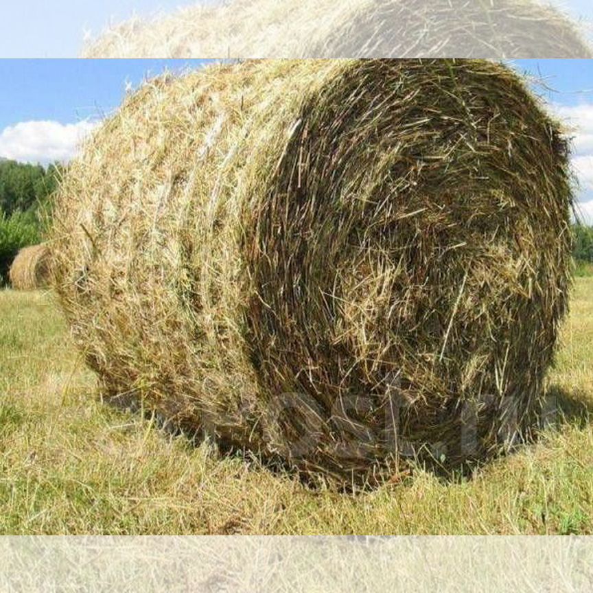 Продам сено в рулонах