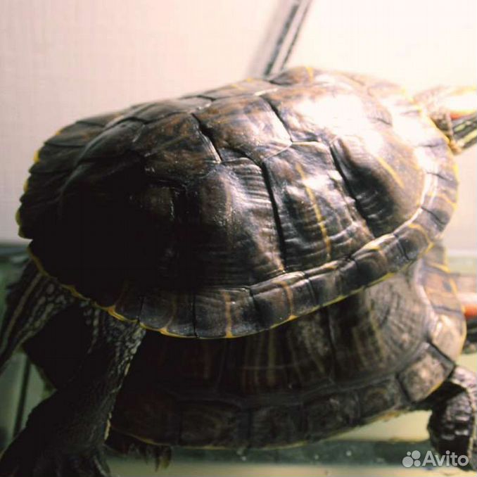 Красноухие черепашки с аквариумом