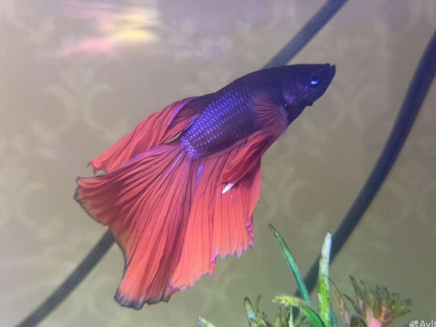 Рыбка петушок