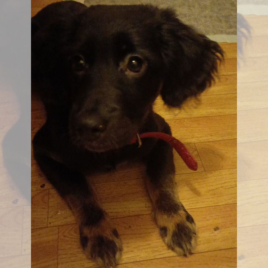 Английский кокер-спаниель, щенок