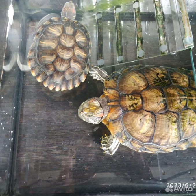 Отдам черепах вместе с черепашником