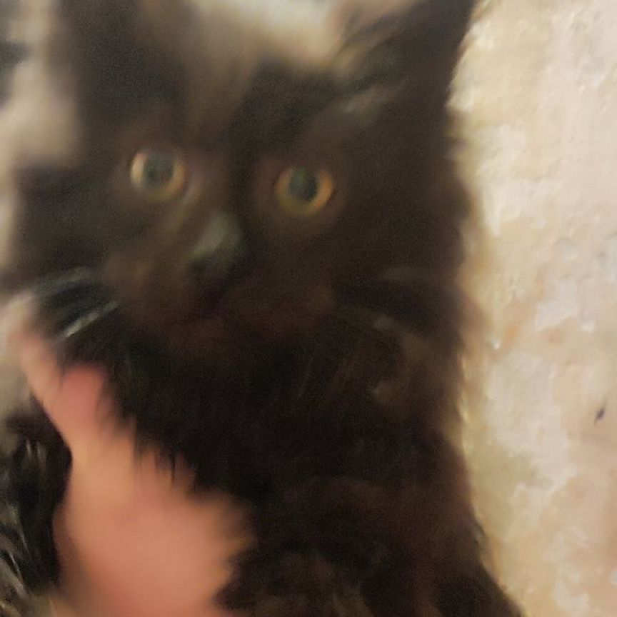 Котята Мейн Куна