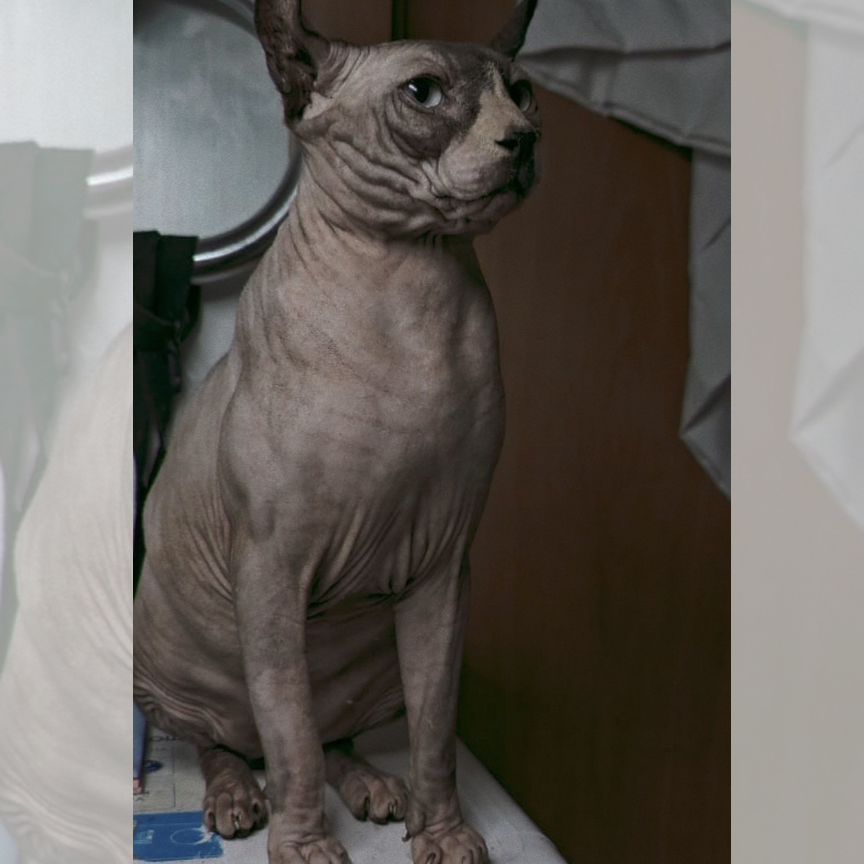 Канадский сфинкс, взрослый кот