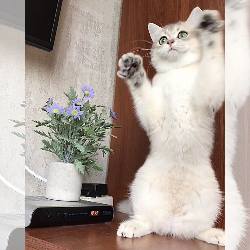 Британские котята короткошерстные