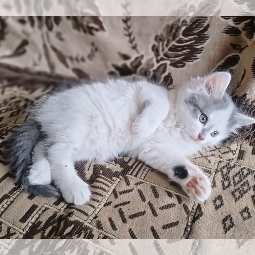 Котёнок от частного владельца