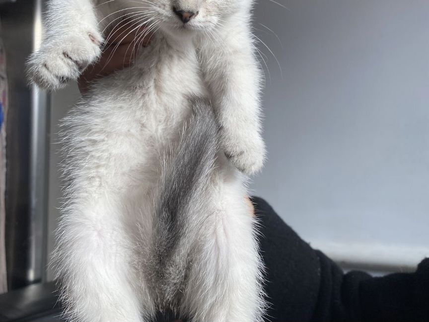 Кошечка от Шотландской мамы